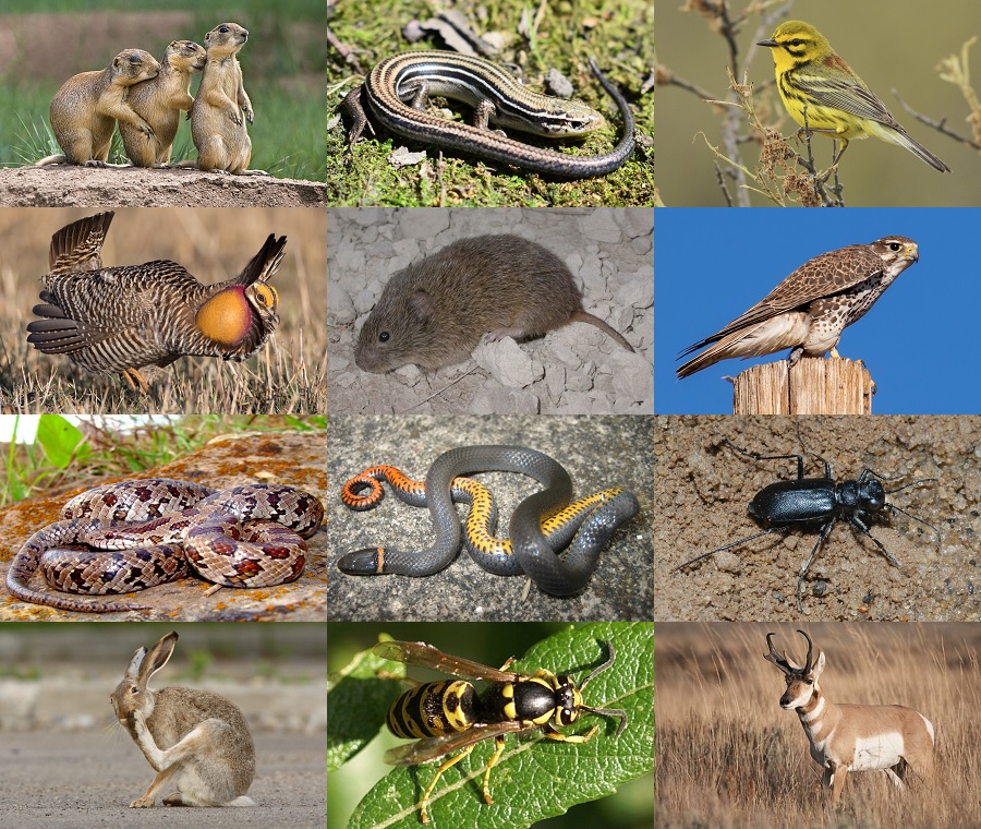 Find the Prairie Animals Quiz - By alvir28