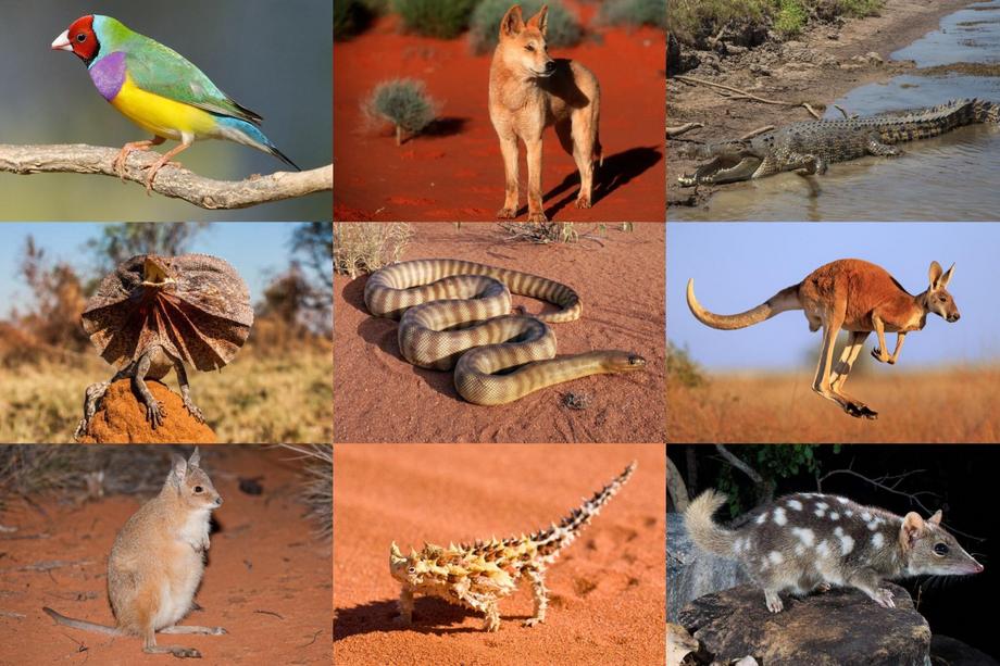 Northern Territory's Native Animals Quiz - By Perspektive