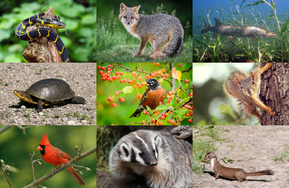 Wisconsin's Native Animals Quiz - By QuizzesForMe