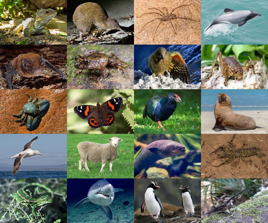 Find the Animals of New Zealand Quiz - By alvir28