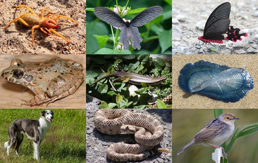 Find the Wind Animals Quiz - By alvir28