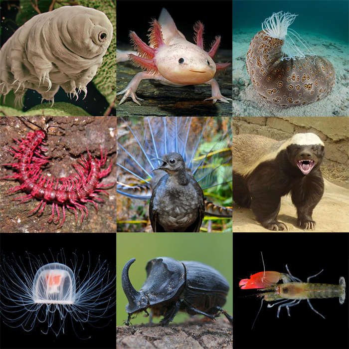 Animals With Superpowers Quiz - By puzzman3d