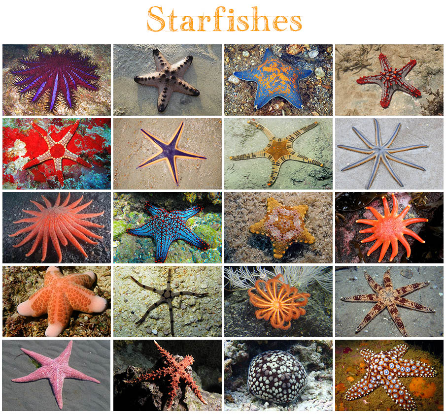 Animals - Starfishes Quiz - By kfastic