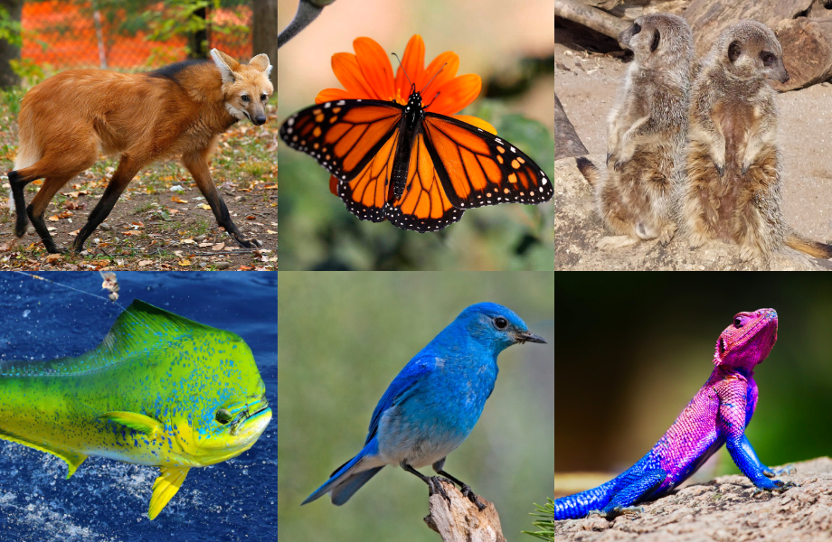 'M' Animal Rainbow Blitz Quiz - By Pigeonface