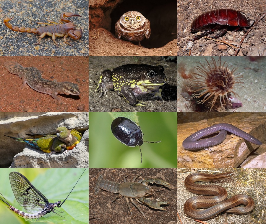 Find the Burrow Animals Quiz - By alvir28
