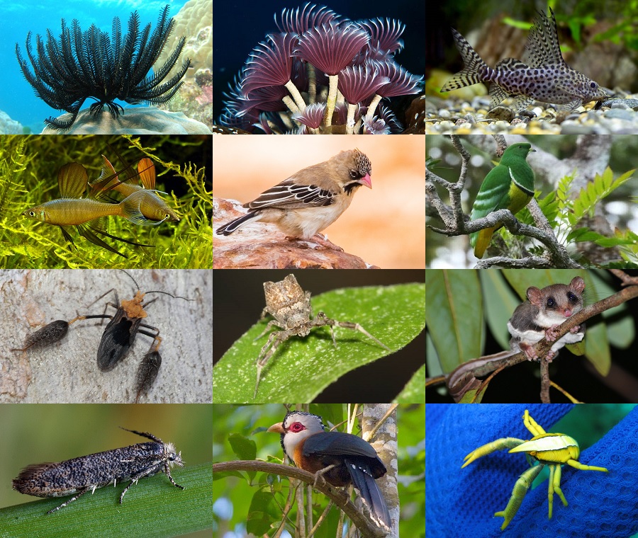 Find the Feather Animals Quiz - By alvir28