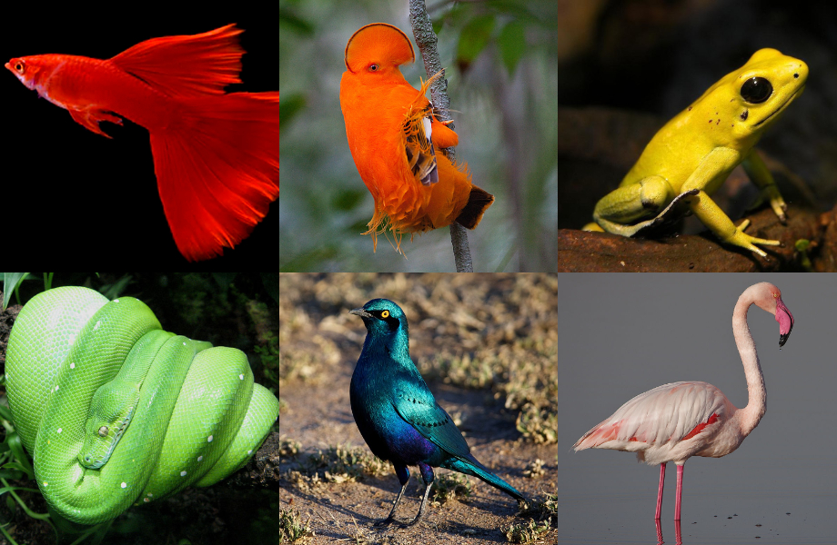 'G' Animal Rainbow Blitz Quiz - By Pigeonface