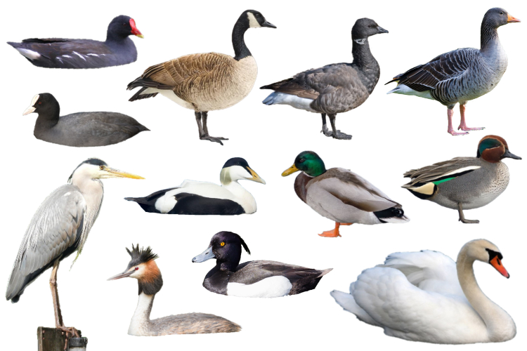 British River Birds Quiz - By Snowdonia