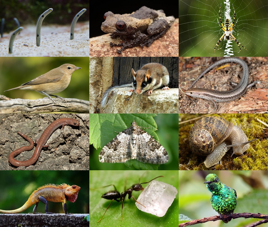 Find the Garden Animals Quiz - By alvir28