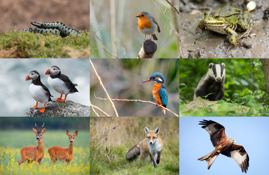England's Native Animals Quiz - By Pigeonface