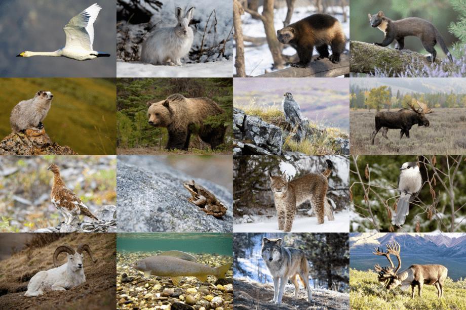 Animals of Denali National Park and Preserve Quiz - By HugoNL2800