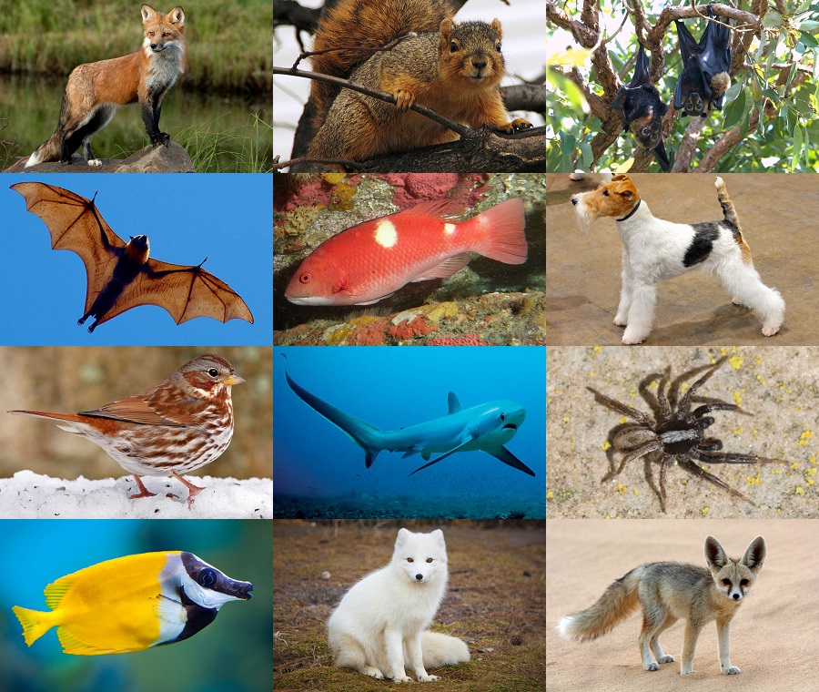 Find the Fox Animals Quiz - By alvir28