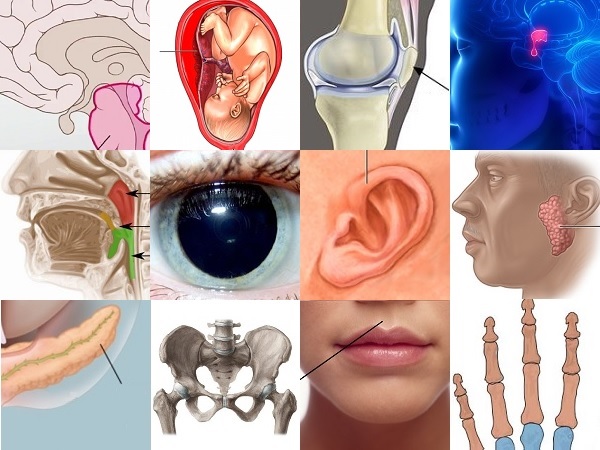 'P' Body Parts Quiz - By Flick