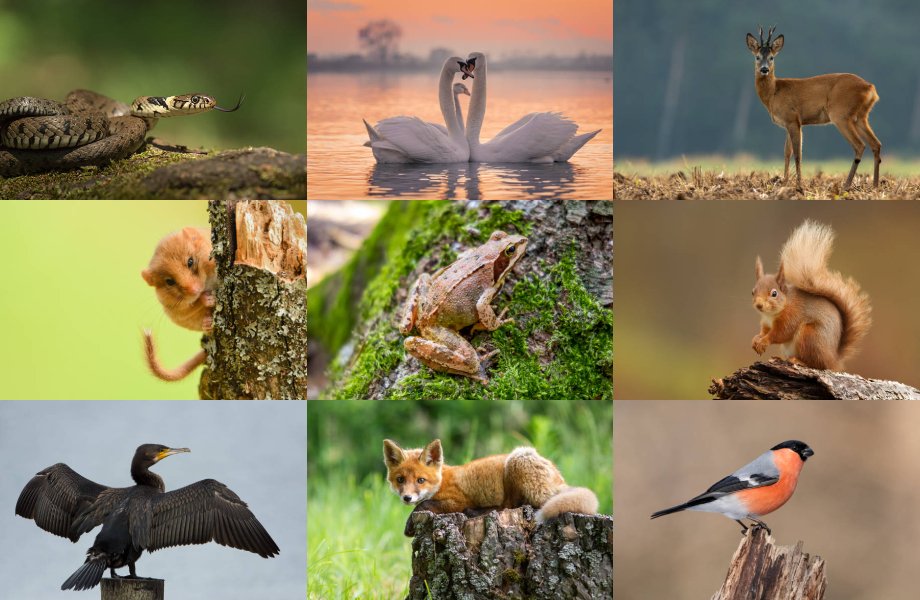 Serbia's Native Animals Quiz - By Pigeonface