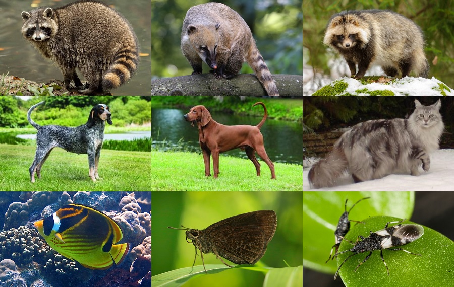 Find the Raccoon Animals Quiz - By alvir28