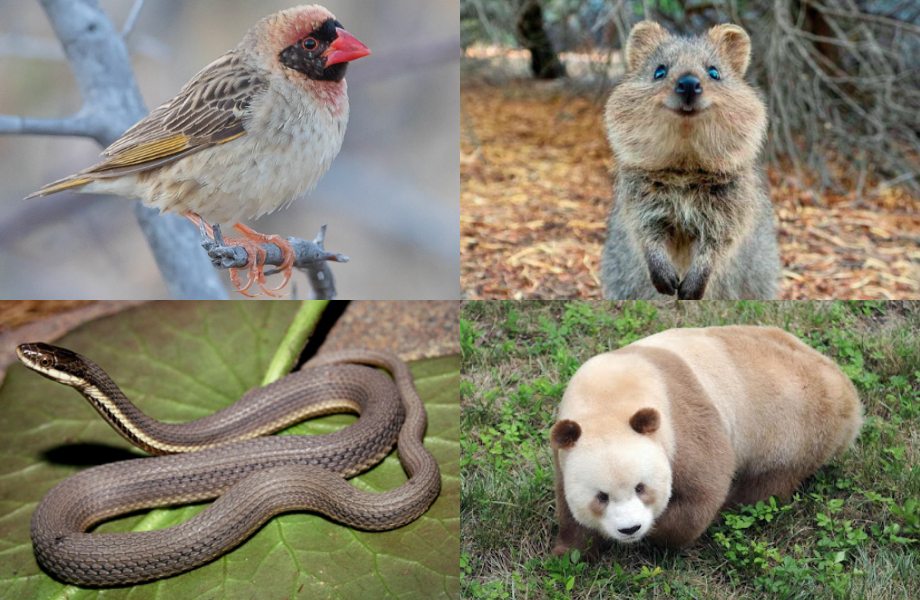 'Q' Animal by Continent Quiz - By nibperrychub