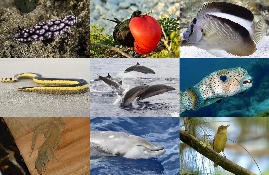 Nauru's Native Animals Quiz - By Exodiafinder687