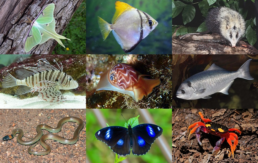 Find the Moon Animals Quiz - By alvir28