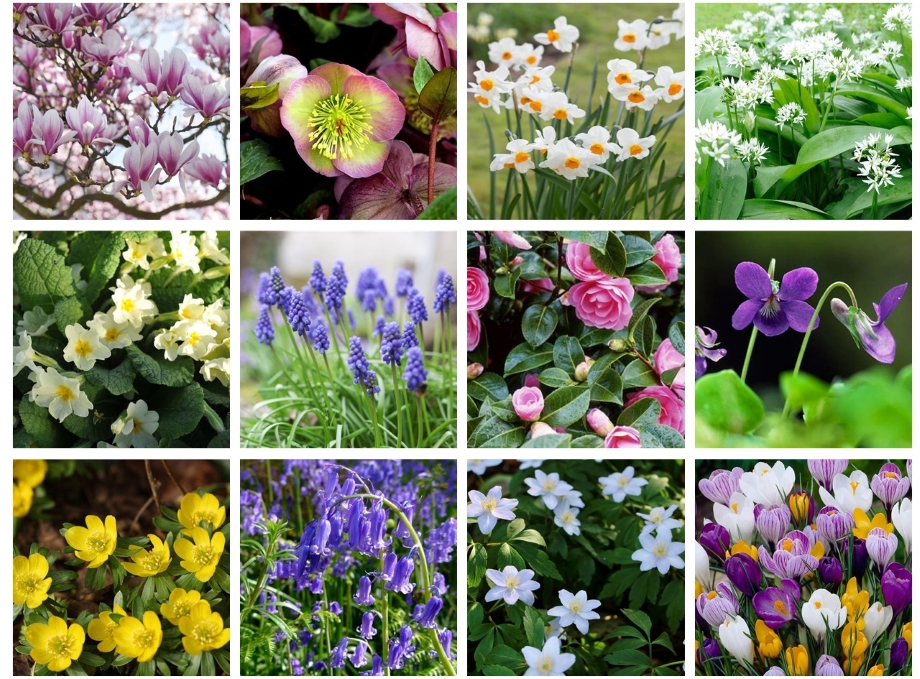 Spring flowering plants Quiz - By Chezza