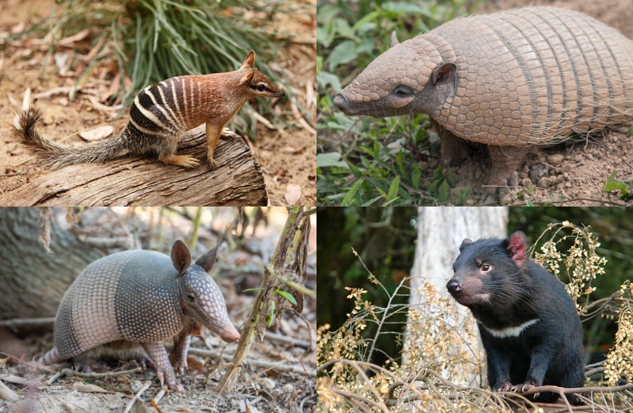 Mammal by Family Blitz: Cingulata & Dasyuromorphia Quiz - By Pigeonface