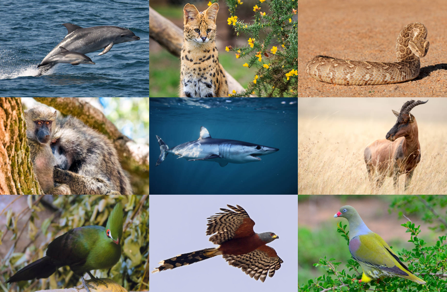 Togo's Native Animals Quiz - By nibperrychub