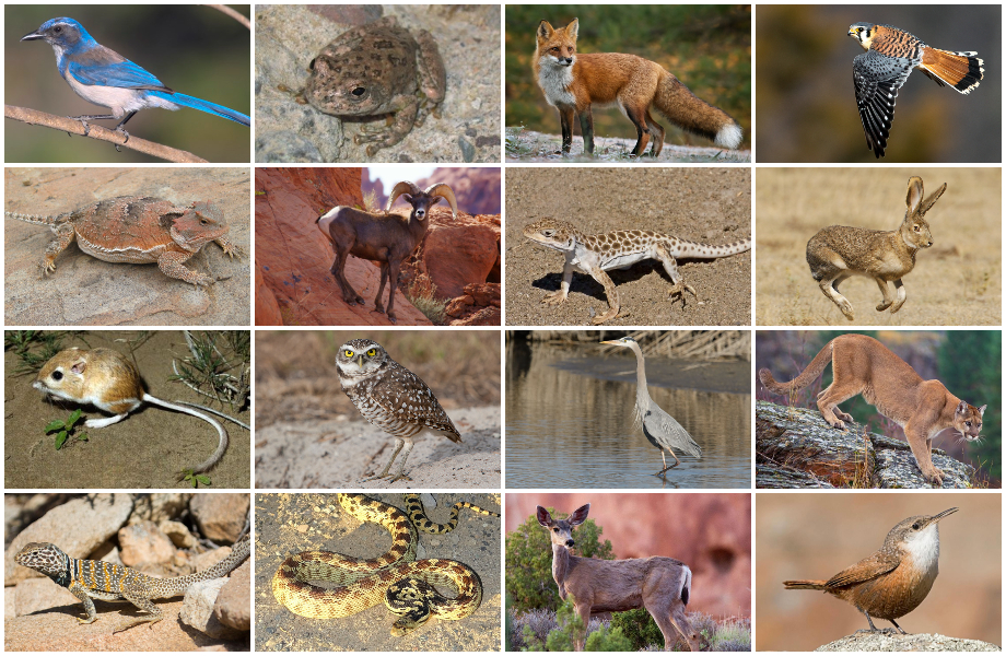 Arches Animals Quiz - By Perspektive
