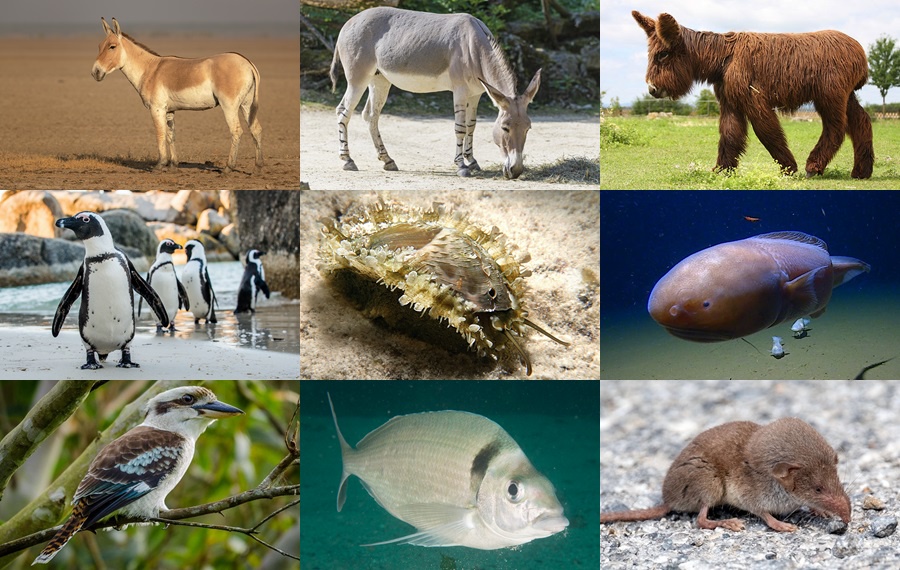 Find the Ass Animals Quiz - By alvir28
