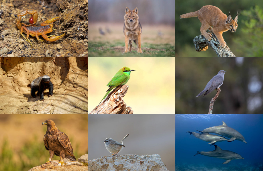 Uae Native Animals