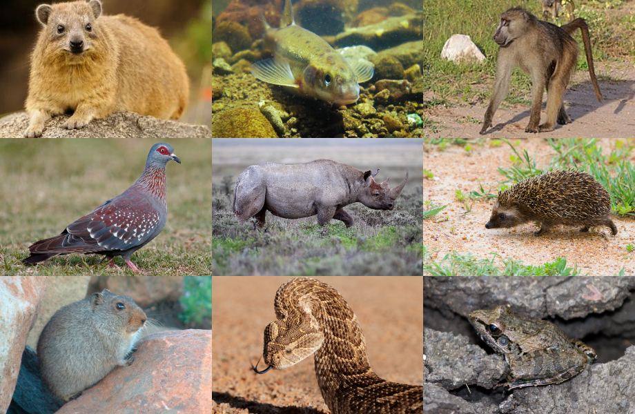 Lesotho's Native Animals Quiz - By DarkAppraiser44
