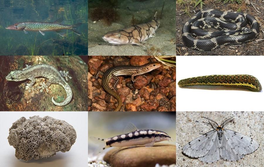 Find the Chain Animals Quiz - By alvir28