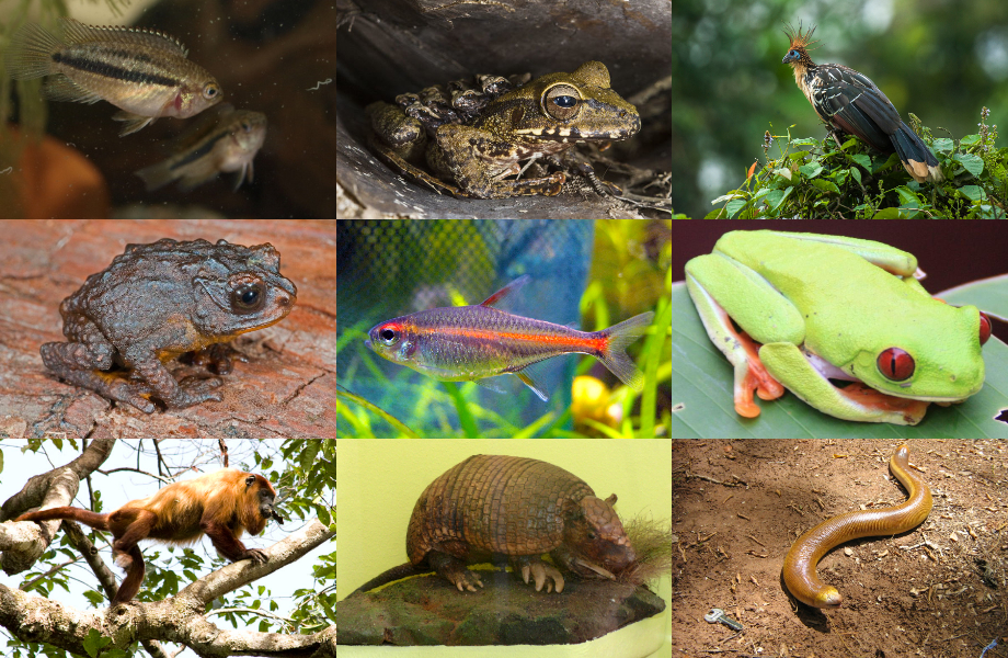 Guyana's Native Animals Quiz - By DarkAppraiser44
