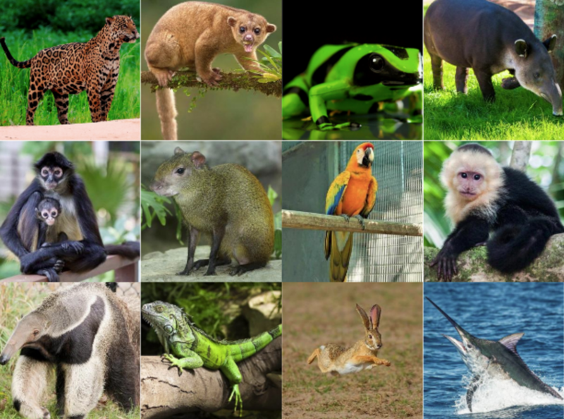 Pick the Central American Animals! Quiz - By nibperrychub