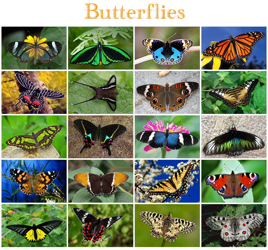 Animals - Butterflies Quiz - By kfastic