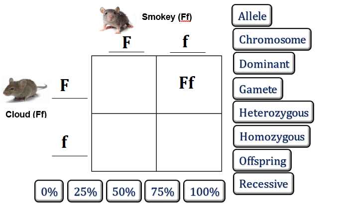 Middle School Science: Mouse Punnett Square Quiz - By evanmurph