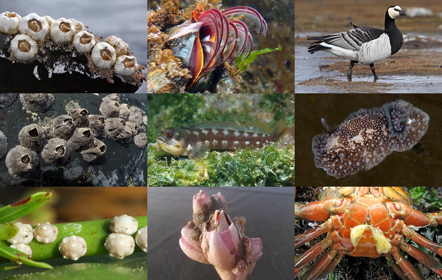 Find the Barnacle Animals Quiz - By alvir28