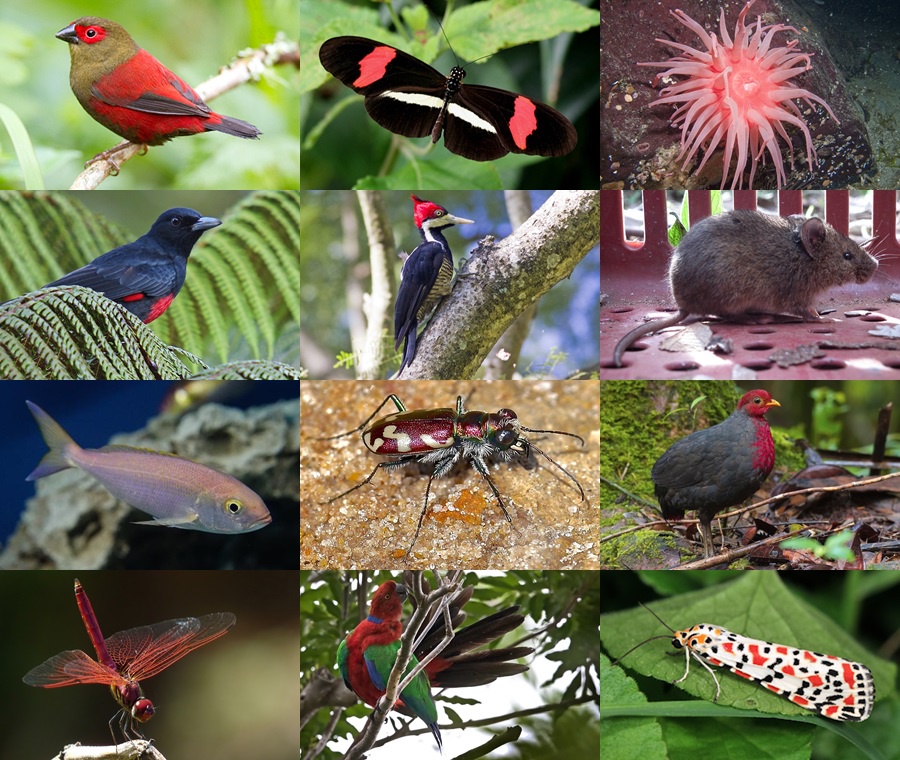Find the Crimson Animals Quiz - By alvir28