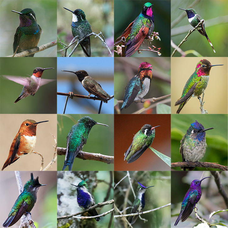 Find the Hummingbirds V Quiz - By DragMoogle