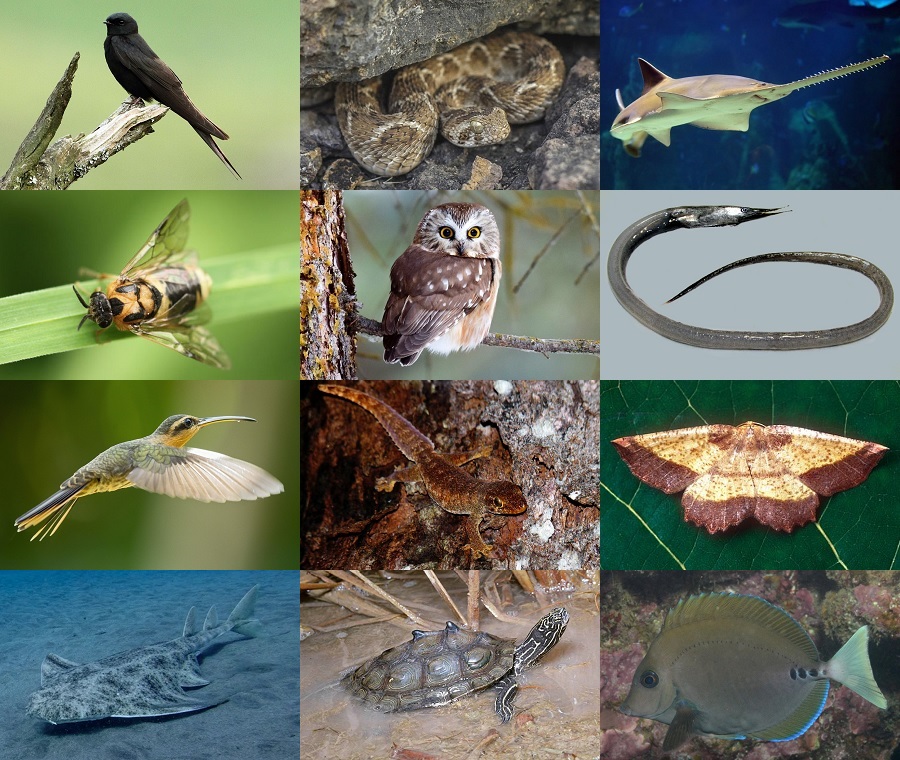 Find the Saw Animals Quiz - By alvir28