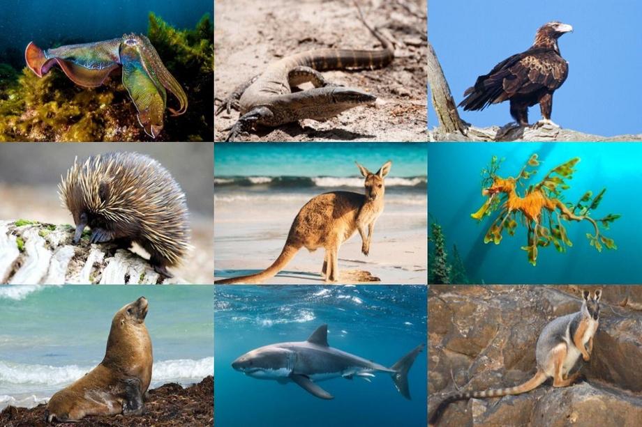 South Australia's Native Animals Quiz - By Perspektive