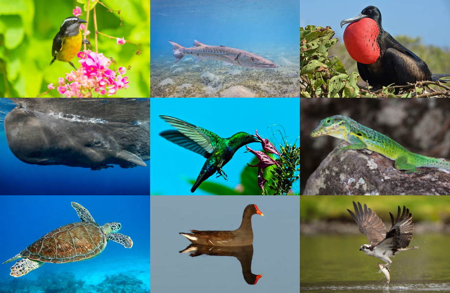 Saint Kitts & Nevis' Native Animals Quiz - By Pigeonface