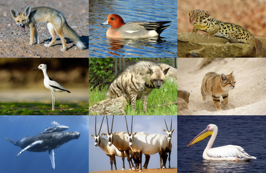 Kuwait's Native Animals Quiz - By Pigeonface