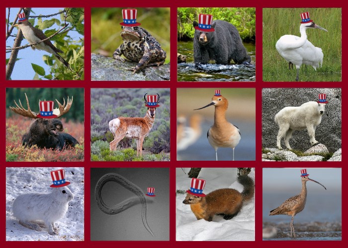 'American' Animals! Quiz - By GeoEarthling