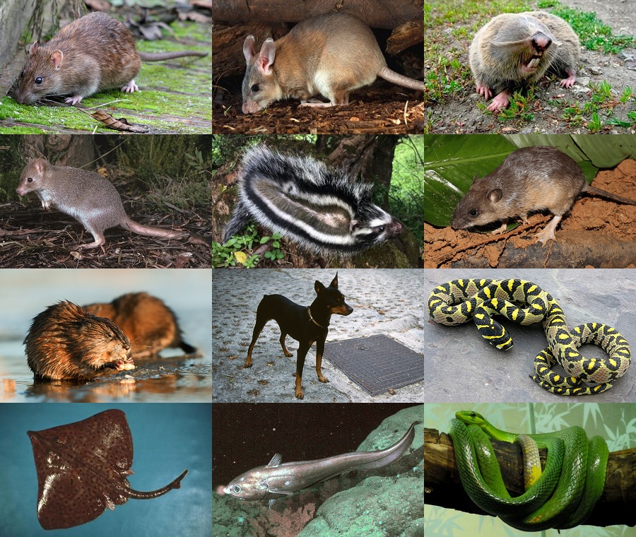 Find the Rat Animals II Quiz - By alvir28