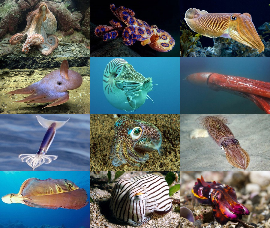 Click an Inkfish Quiz - By alvir28