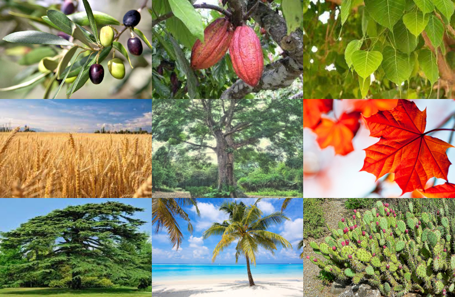 Click the Real Life Flag Plants Quiz - By Pigeonface