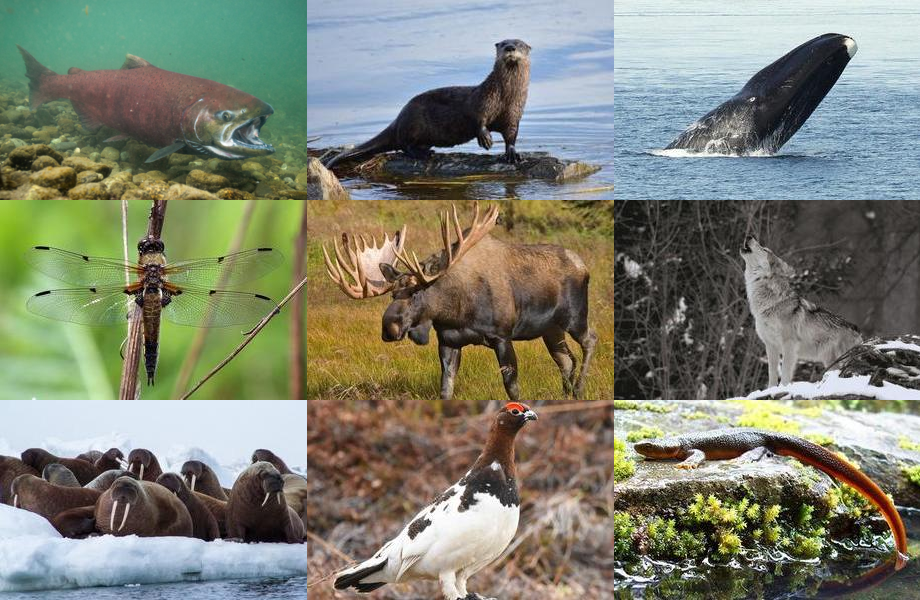 Alaska's Native Animals Quiz - By Exodiafinder687