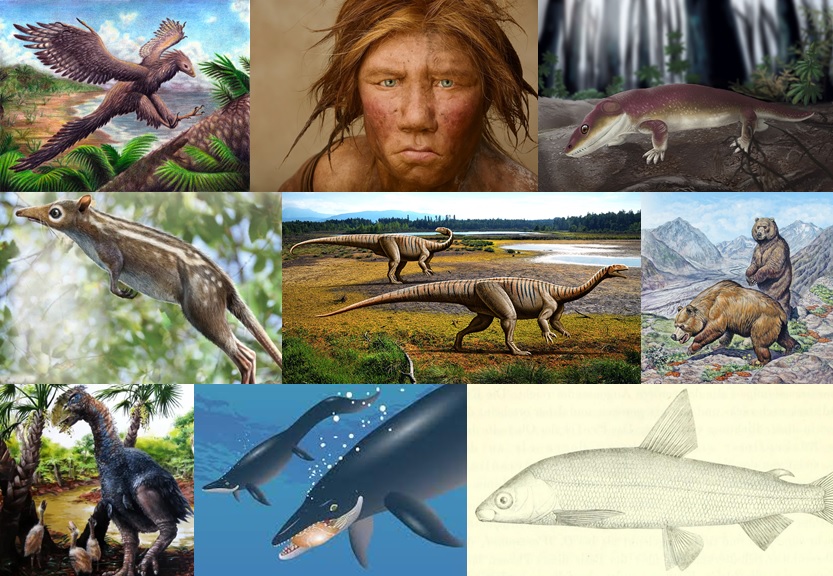 Extinct Animals of Germany Quiz - By Extinctanimals22