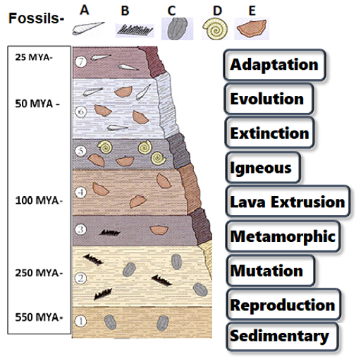 Middle School Science: Fossils Quiz - By evanmurph