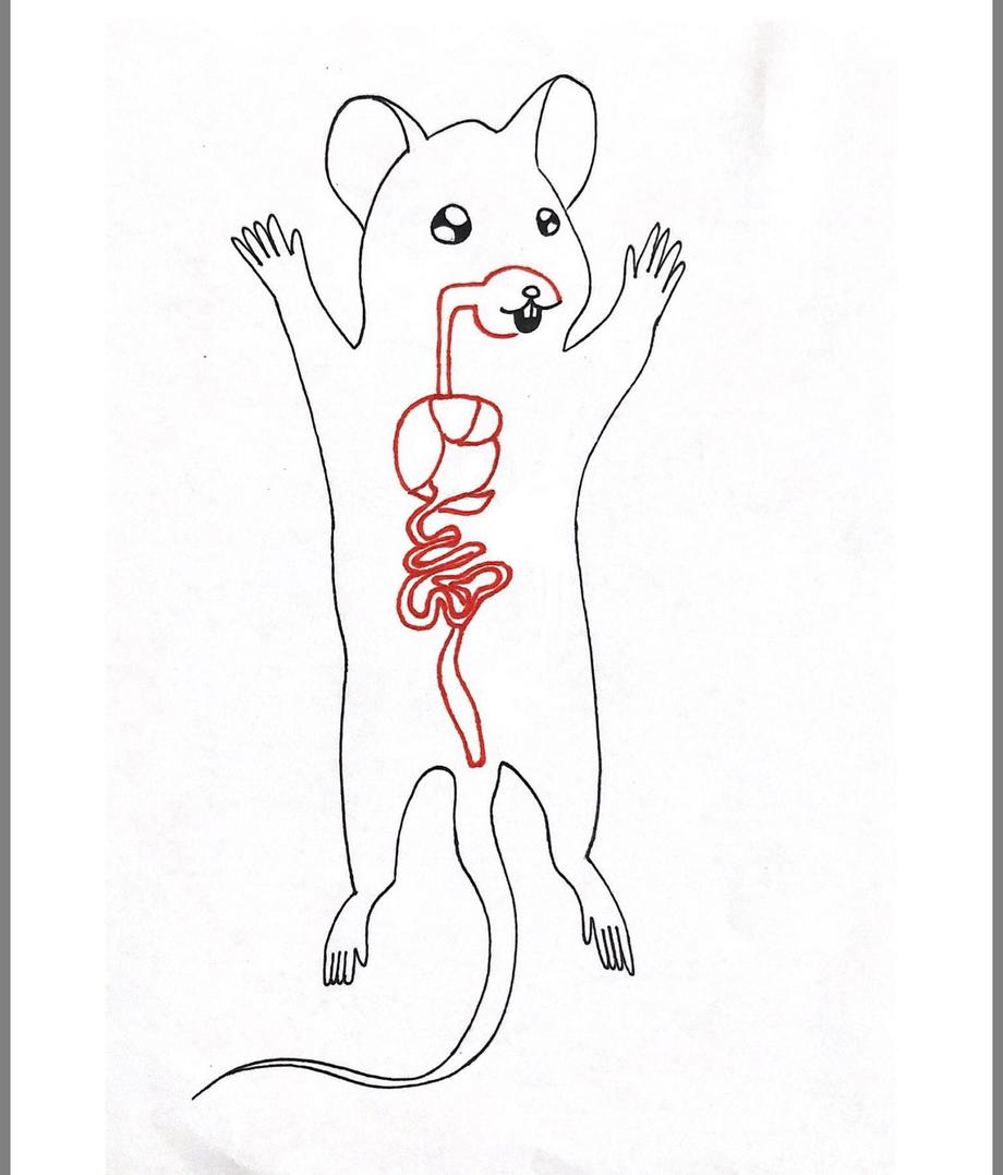 Mammal Digestive System Quiz - By Anne-iolater