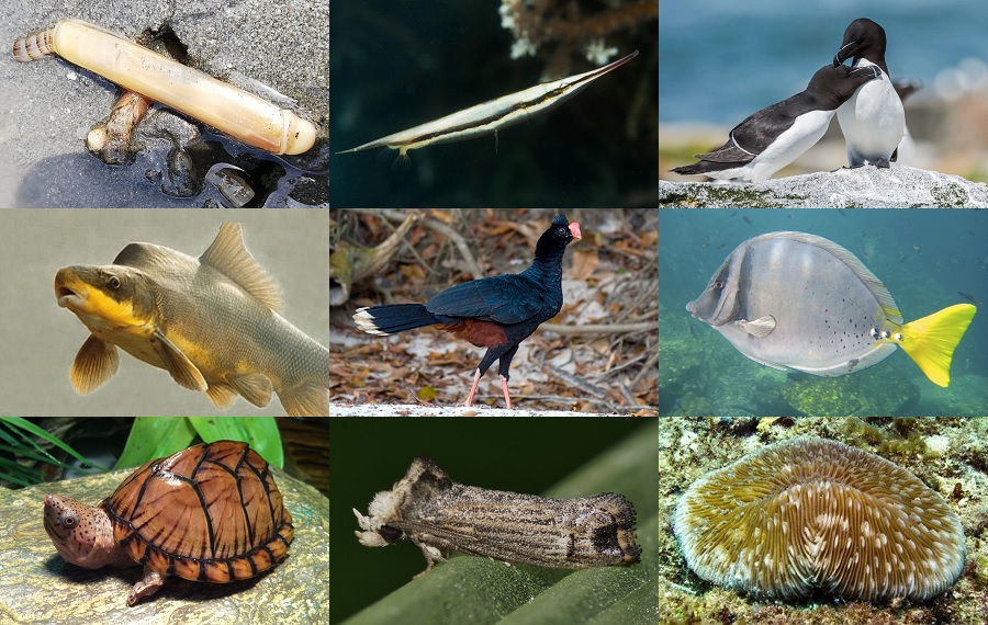 Find the Razor Animals Quiz - By alvir28